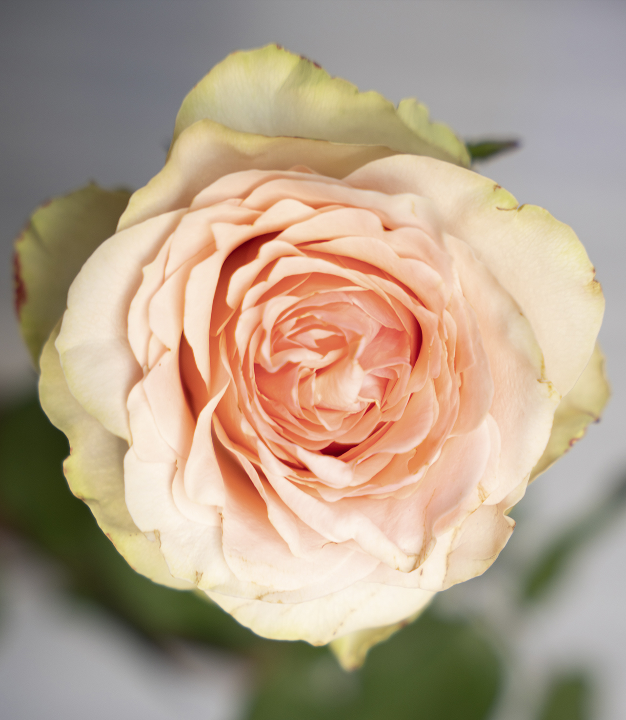 PINK TOUCH ROSE – De Plante
