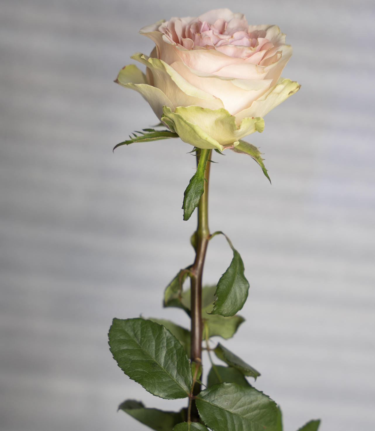 PINK TOUCH ROSE – De Plante