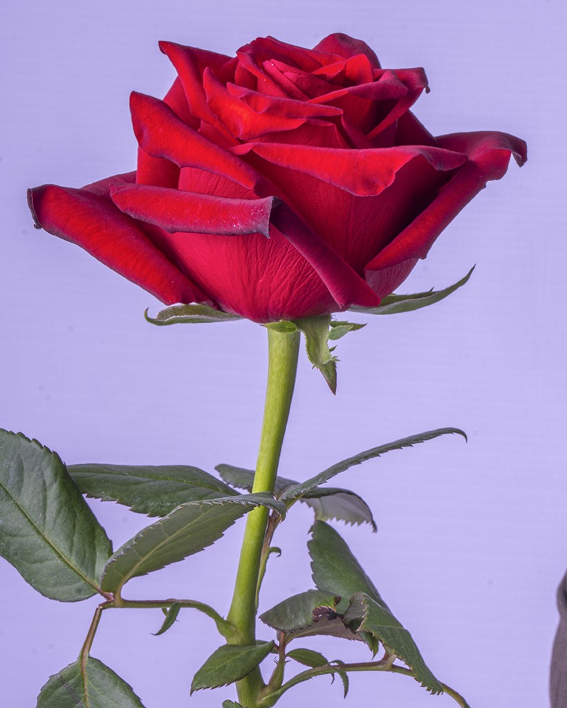 GOTCHA ROSE – De Plante