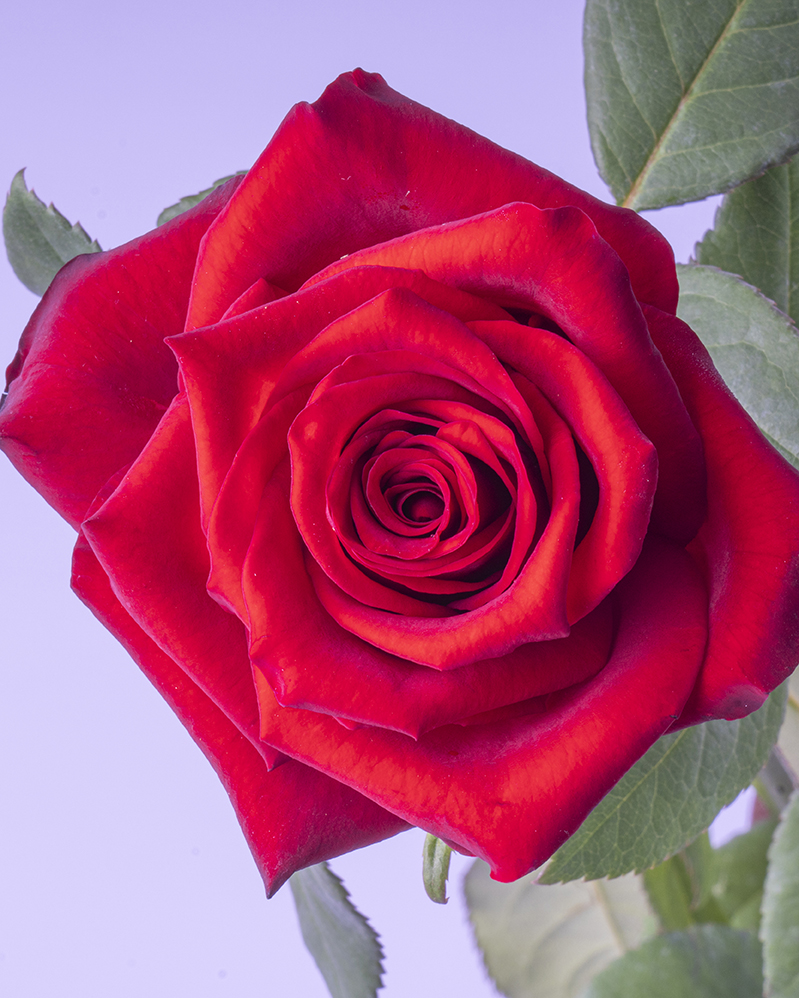 GOTCHA ROSE – De Plante